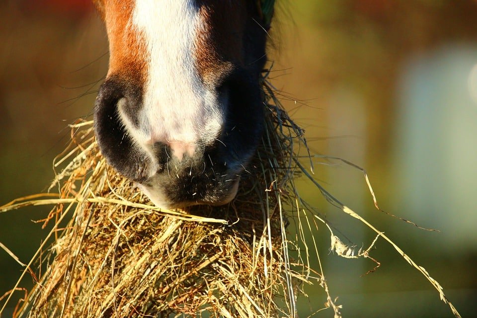 APORTE NUTRICIONAL DURANTE EL CRECIMIENTO DEL CABALLO - Chacco Info