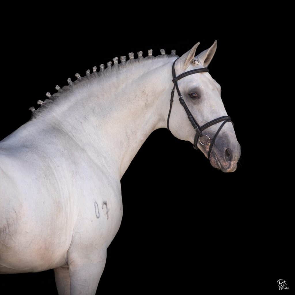 ¿Conoces Campline Horses? - Chacco Info