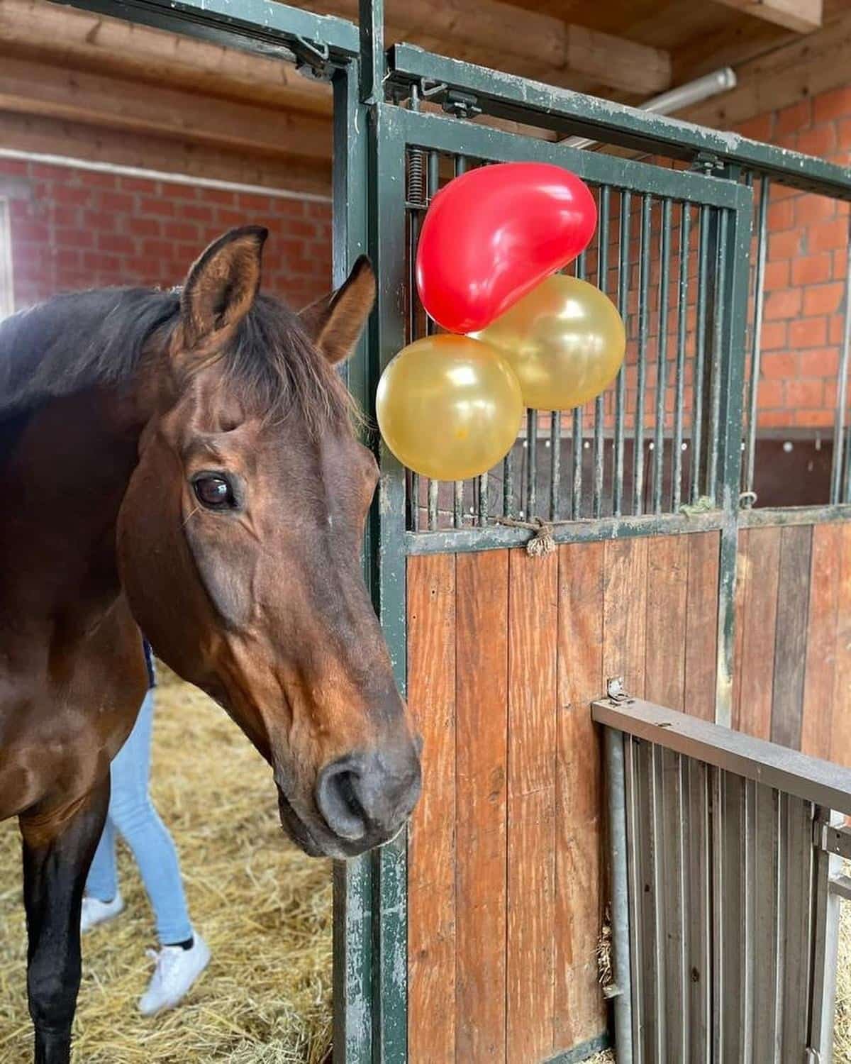 Cómo mantener felices y saludables a los caballos estabulados - Chacco Info
