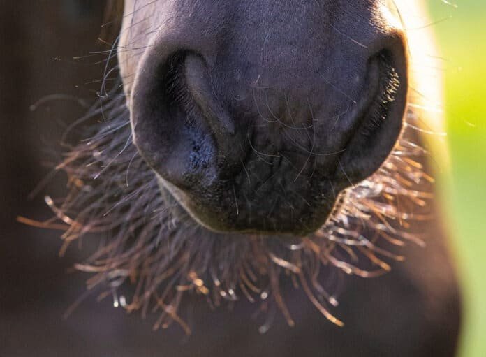 Los caballos tienen características fascinantes, como los pelos en su ...