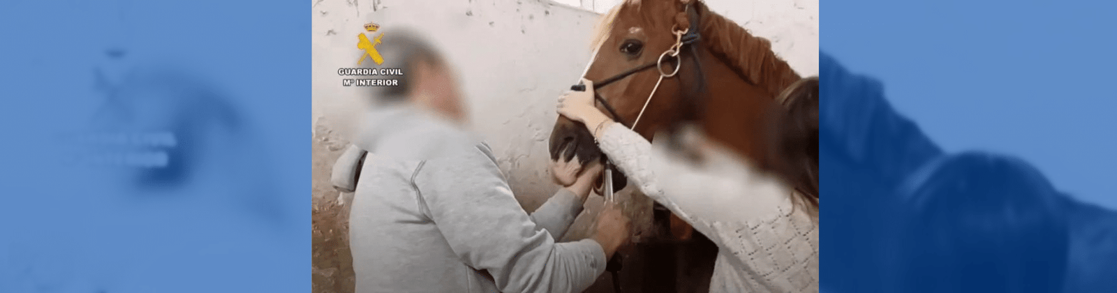 Cómo reconocer las señales de dolor en un caballo durante el ...