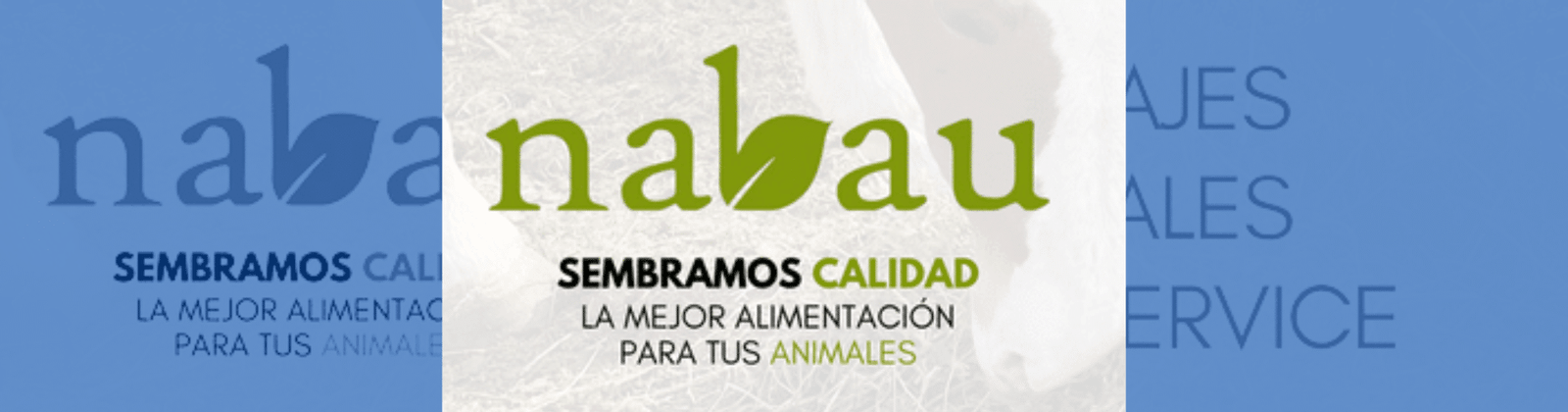 ¿Conoces la alfalfa en rama de Nabau? Nutrición premium para caballos ...