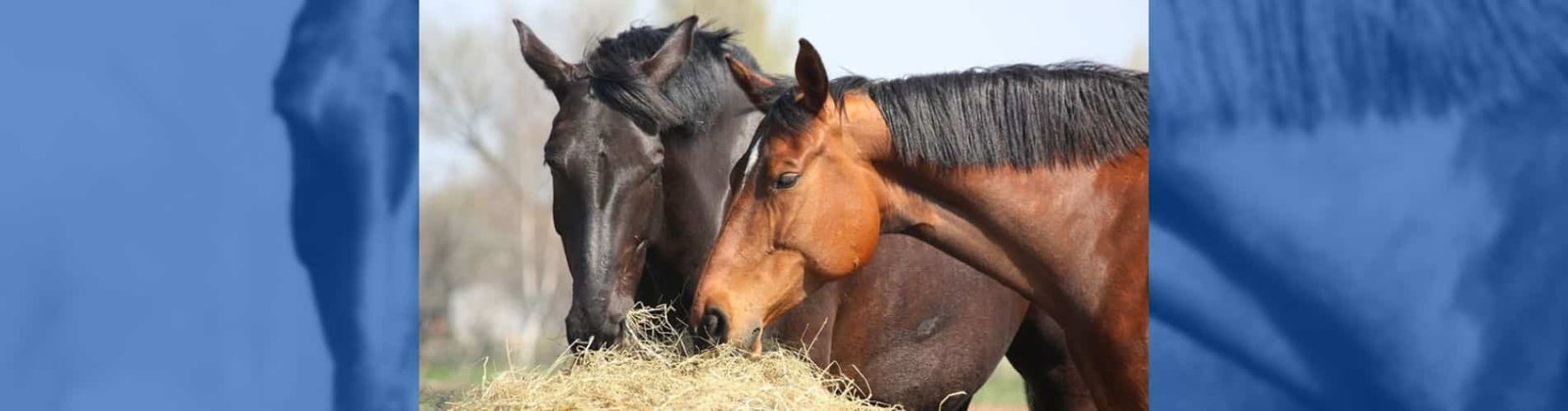 Las claves para tener un caballo feliz - Chacco Info