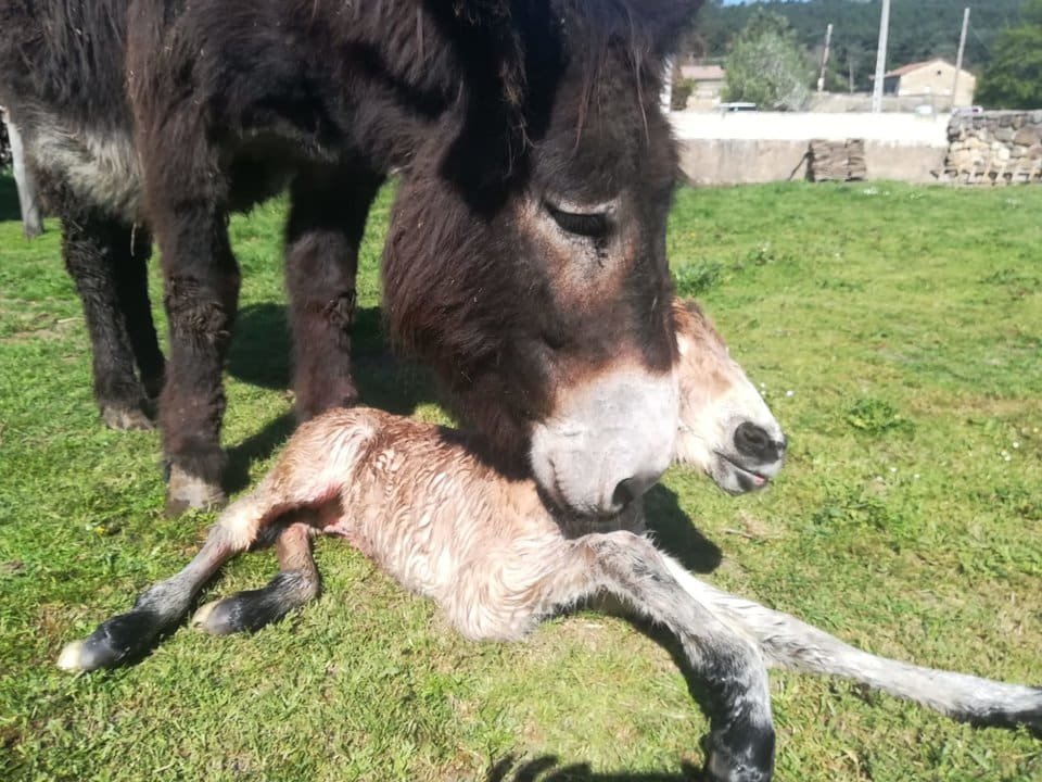 ¿Conoces al burdégano? - chaccoinfo.com