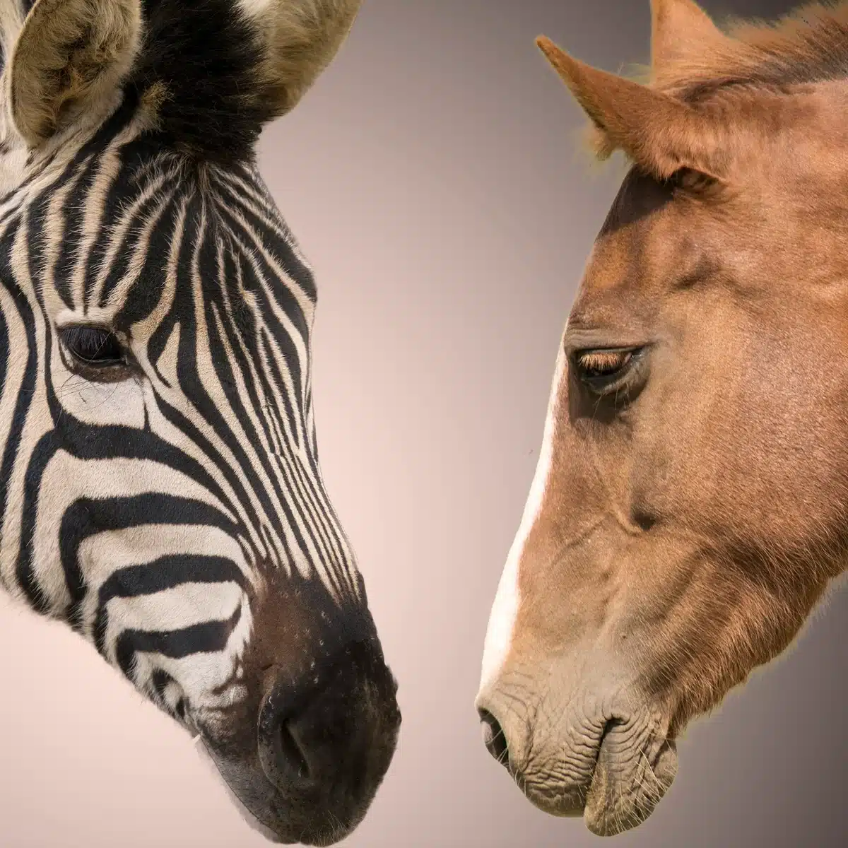 El cebrallo, un híbrido increíble. - chaccoinfo.com