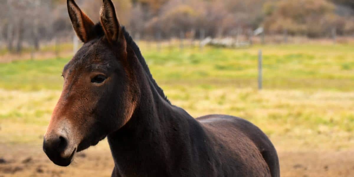 La mula, un híbrido entre una yegua y un burro o un asno. - chaccoinfo.com