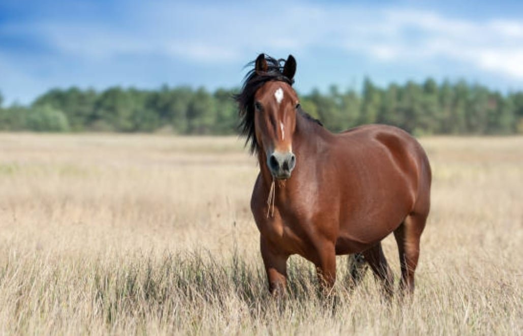 La higiene equina: clave para un caballo sano y feliz - Chacco Info