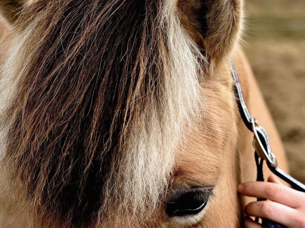 ¿Conoces al caballo Fiordo Noruego? - Chacco Info